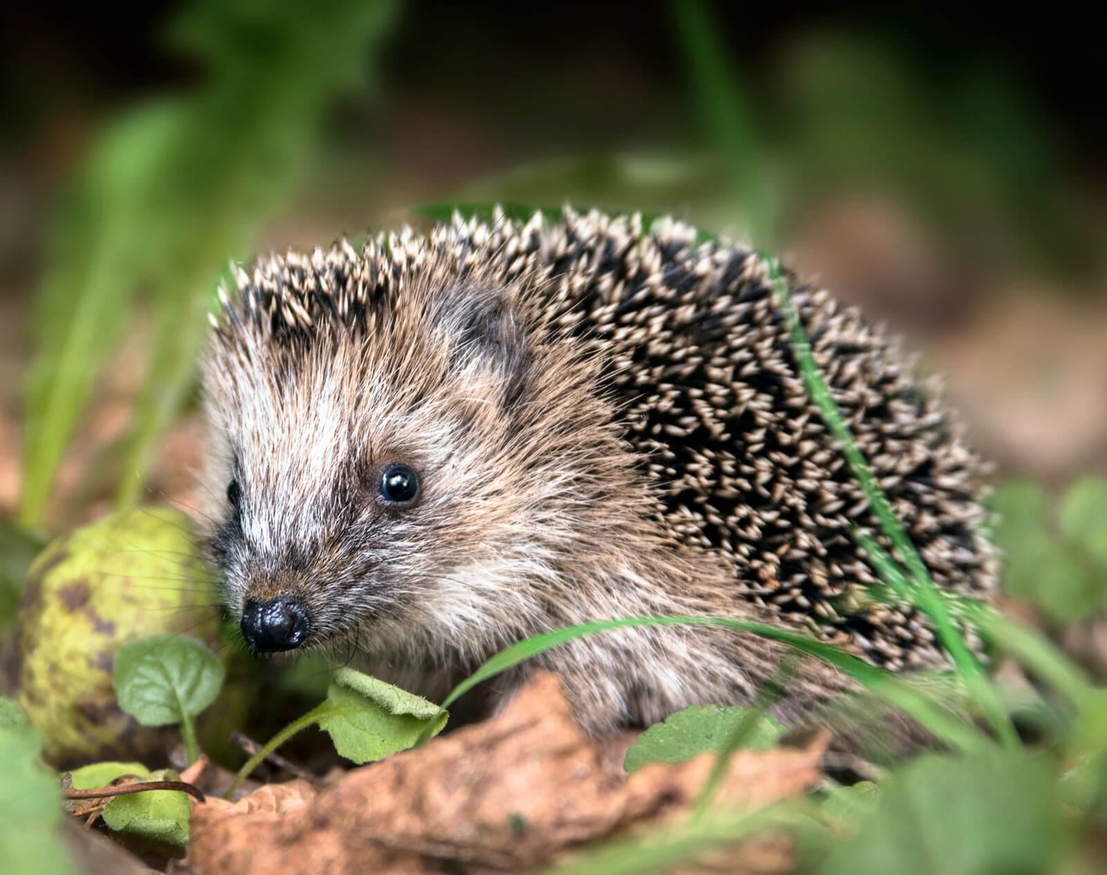 Disabled Hedgehogs Find Safe Haven - Love Northallerton